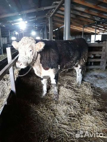 Бычки на племя