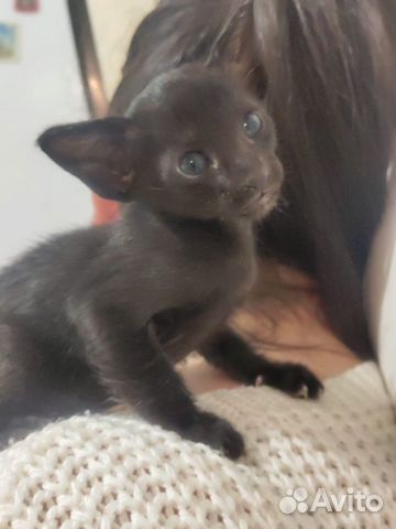 Ориентальная кошка