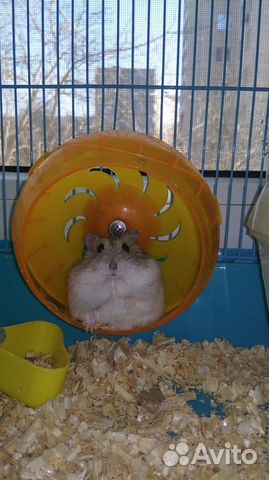 Джунгарский хомяк с клеткой