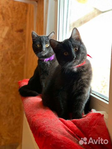 Котята