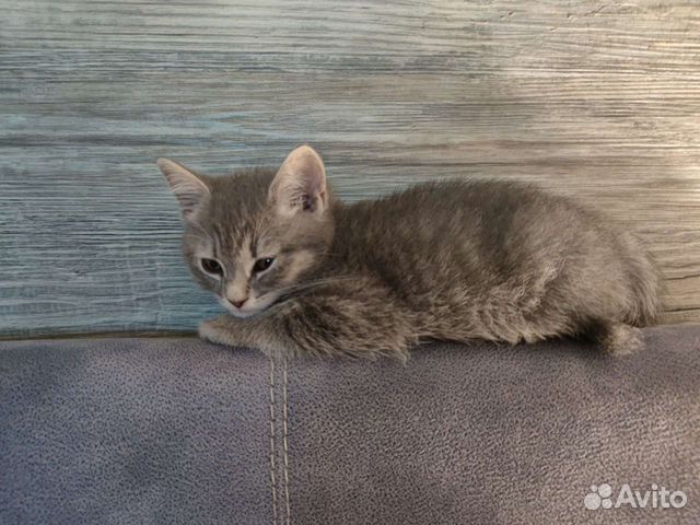 Котик в дар, 2месяца