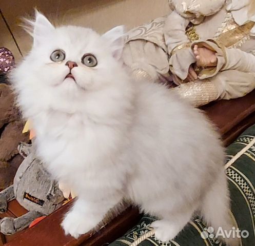 Продам серебристого шиншилу хайленд