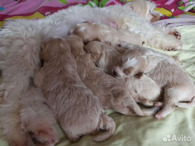 Мальтипу Ф1 карамельки девочки и мальчики на февра