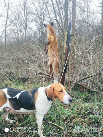 Русская пегая гончая