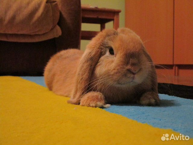Кролик-самец карликовый баран для вязки