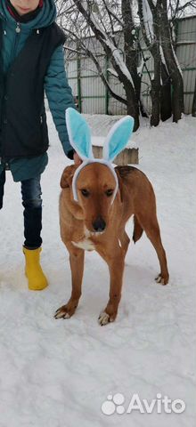 Собака в добрые руки