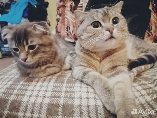 Красивая кошка для вязки