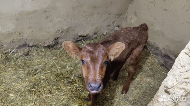 Продаётся телочка