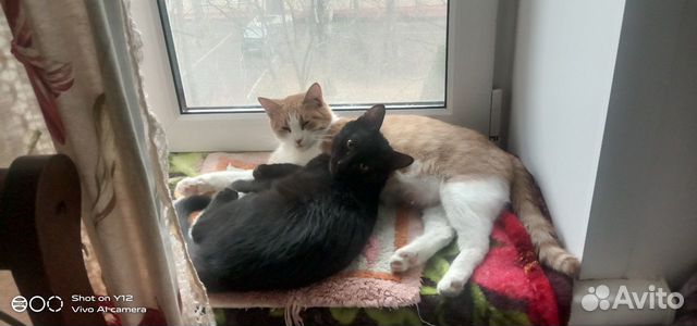 Кошки в добрые руки бесплатно