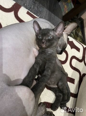 Сфинкс брашик