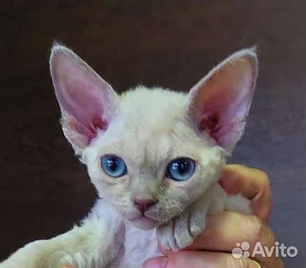 Девон-рекс девочка