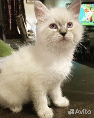 Котята невские маскарадные