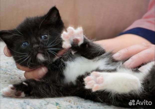 Котенок мальчик
