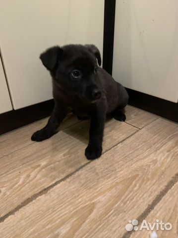 Щенок Марта, 2.5 месяца, в добрые руки