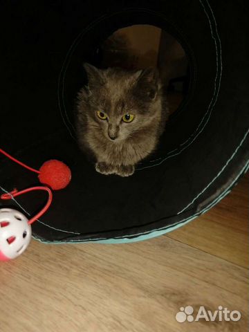 Пристроим 2 ух котят в добрые ручки, котята красив