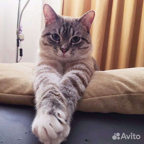 Кот для случки