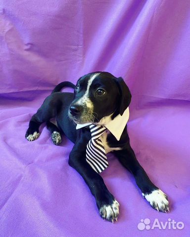 Далматинец