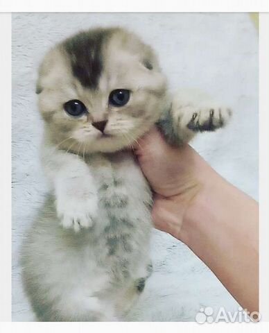 Серебристая красотка ns25