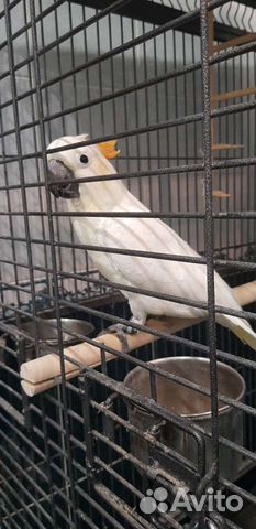 Попугай какаду