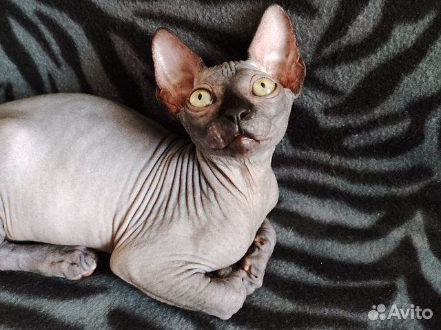 Котята канадского сфинкса