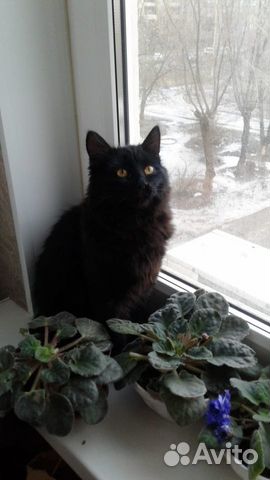 Черный красавчик в добрые руки