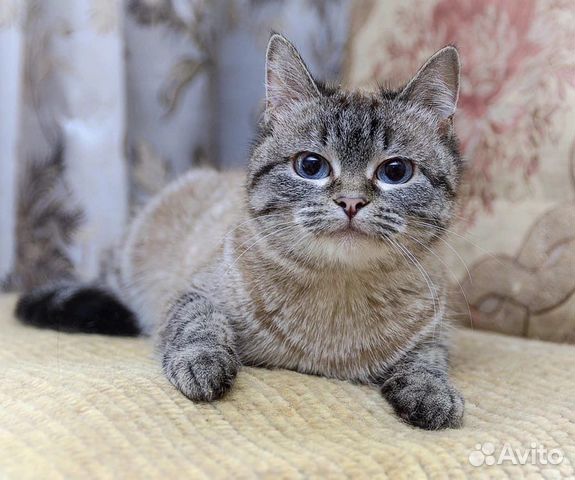 Фаечка (10 мес.) чудо кошечка ищет дом