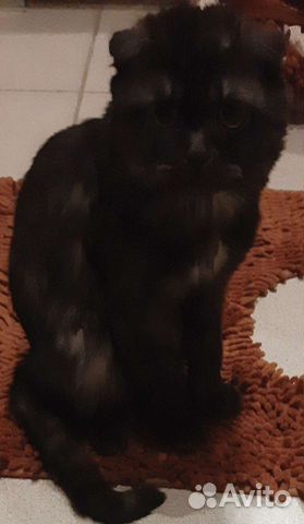 Отдам кота в добрые руки