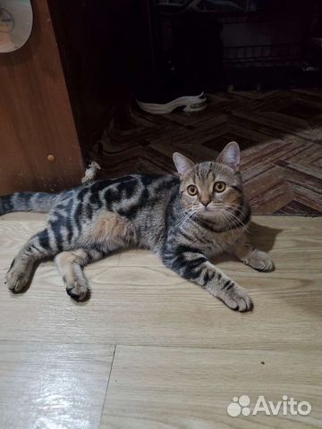 Котик скоттиш страйт