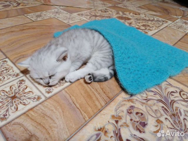 Котенок британец, окрас вискас, мальчик, 1мес