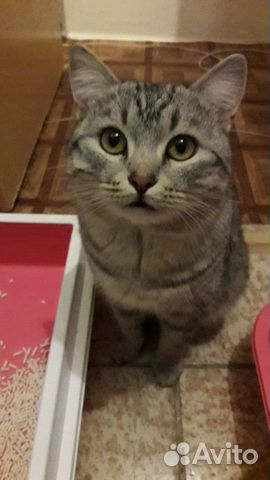 Кот Алеша в родные руки