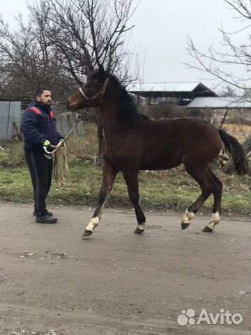 Продажа орловских лошадей