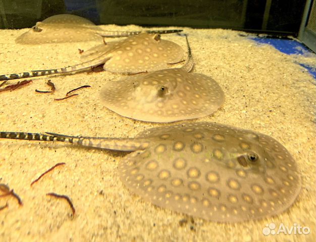 Пресноводные Скаты Моторо