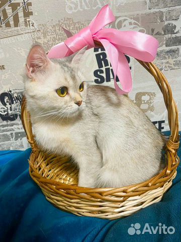 Кошечка