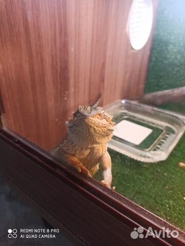 Бородатая агама