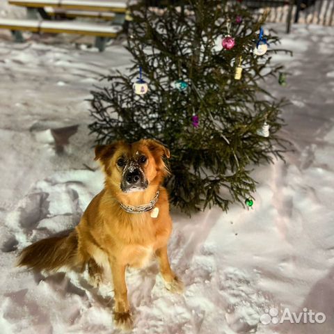 Красавица Лиса ищет дом