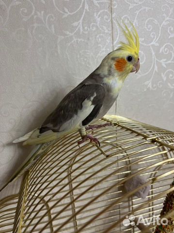 Попугай корелла девочка бесплатно