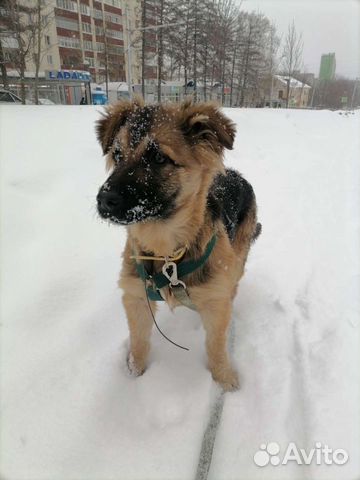 Мотя щенок 5 месяцев