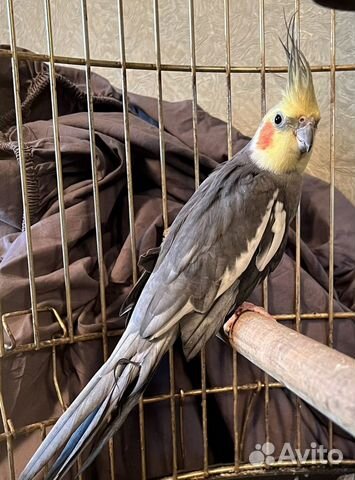 Попугай Корелла