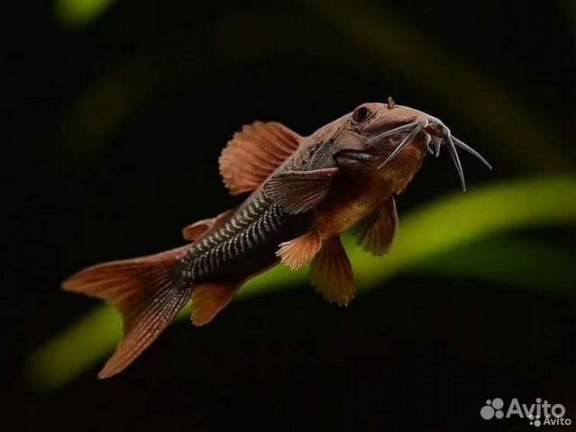 Коридорас - Венесуэла Блек