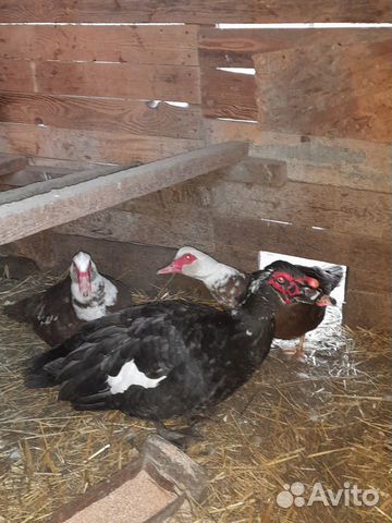 Мускусные индоутки