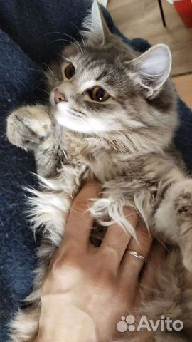 Кошка в дар