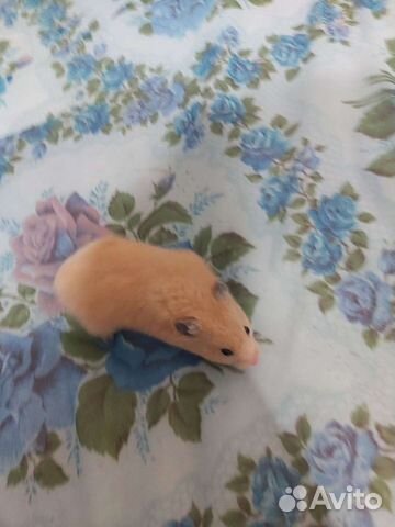 Сирийский хомяк