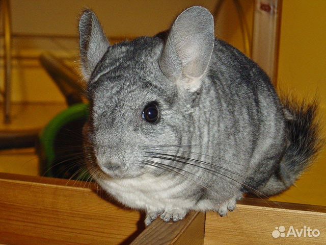 Шиншилла