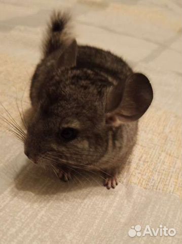 Шиншилла, мальчик, 1,5 месяцев