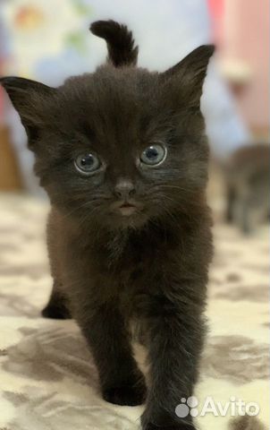 Кошечки ищут теплый и любящий домв добрые руки. Ед