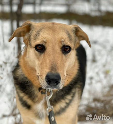 Дай своё тепло и ласку Шелли Забери ее из клетки