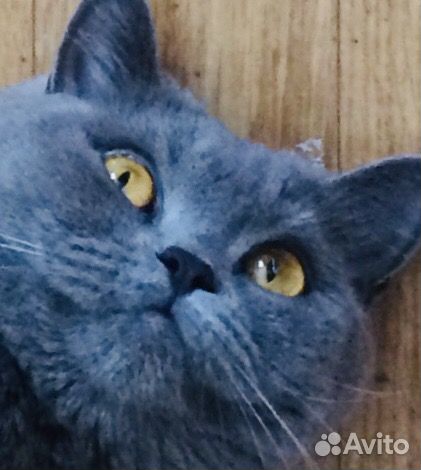 Отдам британскую кошечку в добрые руки