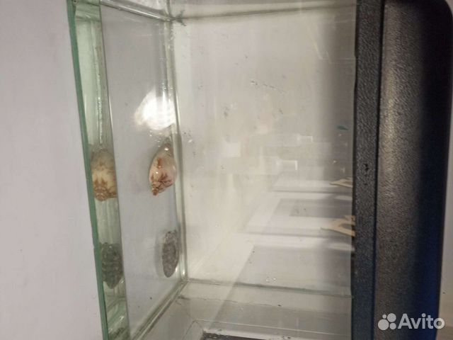 Красноухая черепаха с аквариумом
