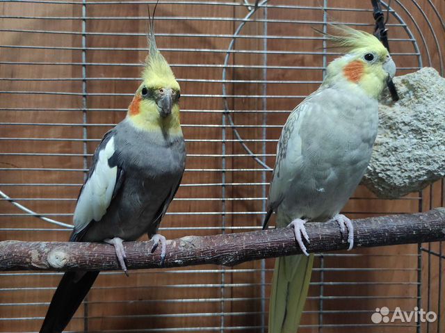 Пара корелл разводная 2.5 года