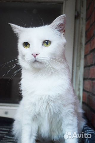 Белоснежная красавица Нэнси 1,5 года